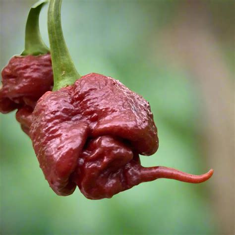 Carolina Reaper Chocolate Chilli Seeds Extreme Heat Blonde Chilli