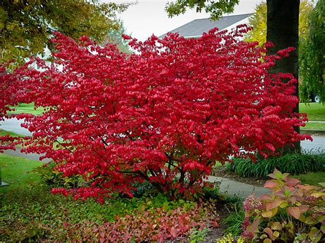 Aronia Red Chokeberry Bushes For Sale The Tree Center