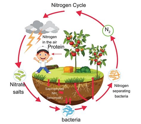 Nitrogen Cycle Definition Steps And Importance Biology Dictionary