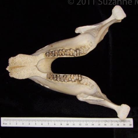 Superior View Eastern Cottontail Rabbit Mandible Boneid