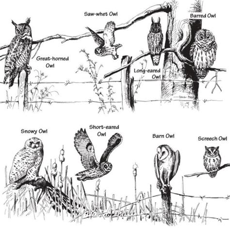 Strategies Of Owl Reproduction IntechOpen