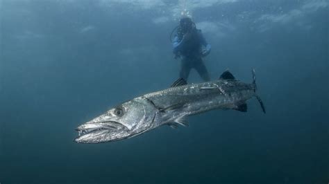 Barracuda Wallpapers 21 Images Wallpapercat