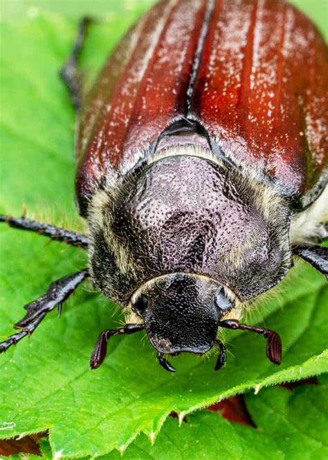 How To Get Rid Of June Bugs 8 Ways Traps Chemical Natural The
