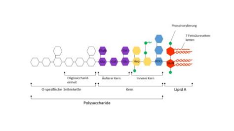 Structure Of Lipopolysaccharide Endotoxins Minerva Analytix