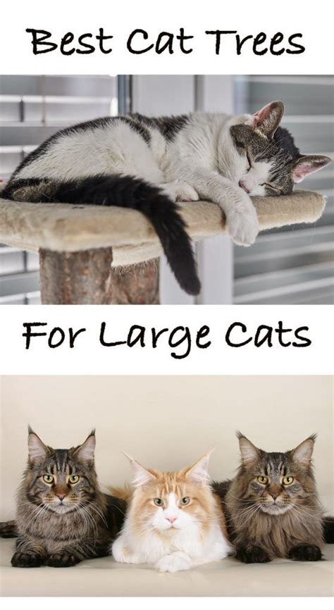 Cat Perches For Large Cats Find The Best Perch For Your Cat Artofit