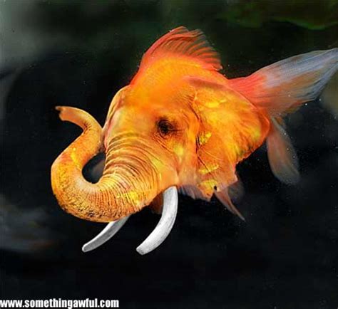 Blue Mutation Eclectus