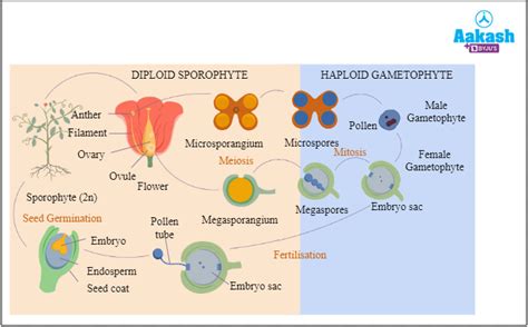 Life Cycle Of An Angiosperm