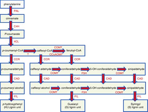 4 Schematic Showing The Main Biosynthetic Pathway Of Monolignol