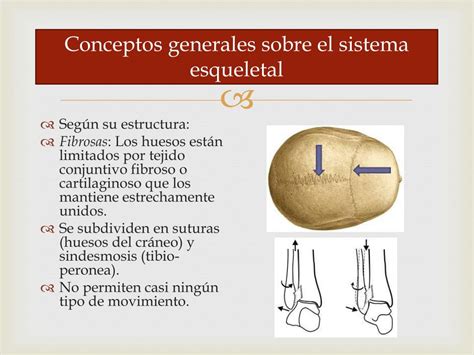 Ppt Proceso De Enfermería En Adulto Y Envejeciente Powerpoint