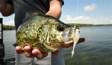 When Do Crappie Spawn Outdoor Life