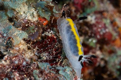 Identification De Cette Limace