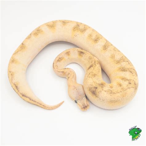 Enchi Ball Python