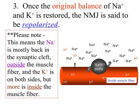 Action Potential Notes Ppt