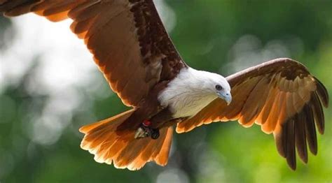 Stay Sharp What Birds Of Prey Can Teach Us About Awareness And