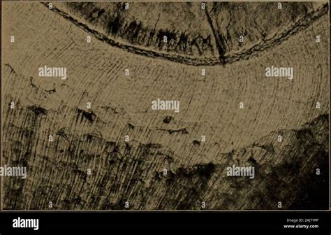 A Text Book Of Dental Histology And Embryology Including Laboratory