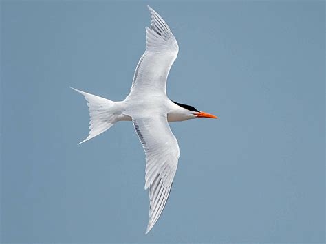 Royal Tern Ebird