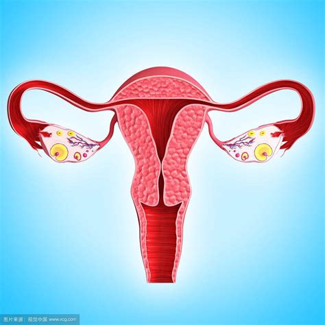 了解女性生殖系统有助怀孕 搜狐大视野 搜狐新闻