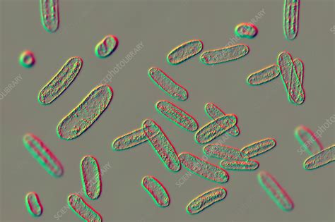 Citrobacter Bacteria Illustration Stock Image F035 1434 Science Photo Library
