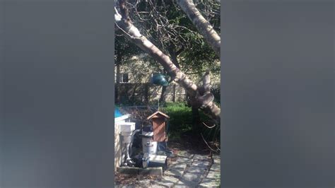 Twirl A Squirrel Baffle Working With A Simple Feeder Youtube