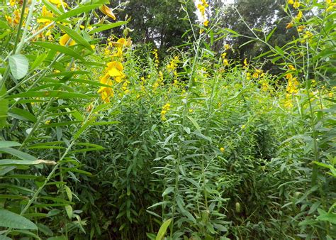 Sunn Hemp Cover Crop