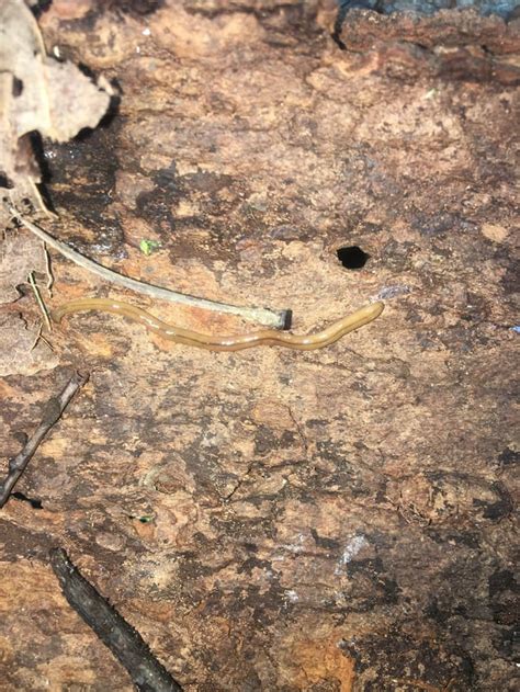 Invasive Hammerhead Worms Wny R Itsahammerheadworm