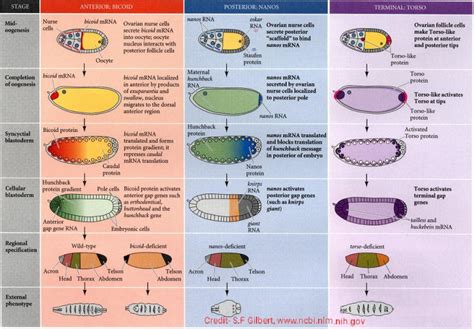 Developmental Biology Pattern Formation Cytoplasmic Determinant And