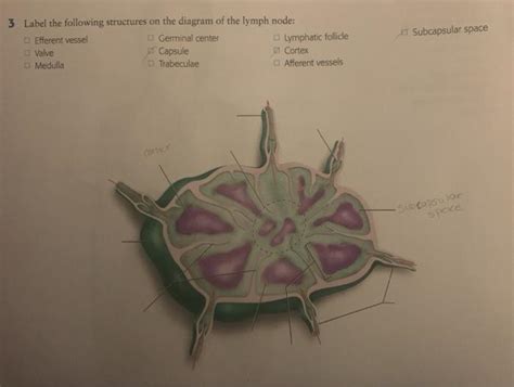 Solved E1 Subcapsular Space 3 Label The Following Structures