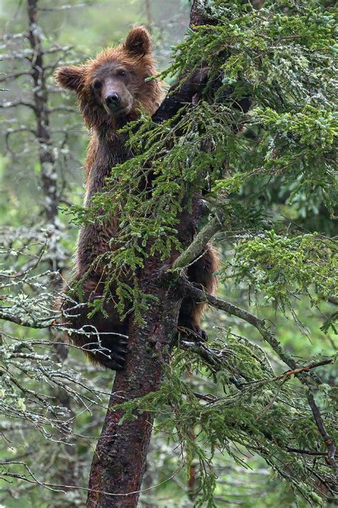 Curious Cub Photograph By Mike Van Grouw Fine Art America