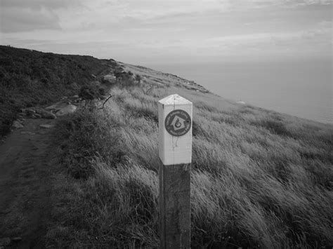 Teddythecockapoo Thecockapoo Twitter