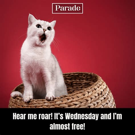 35 Hump Day Memes To Laugh Through Wednesday Parade