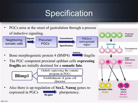 Primordial Germ Cells Ppt