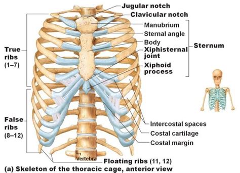 Ribs Anatomy Types Ossification And Clinical Significance Rib Cage