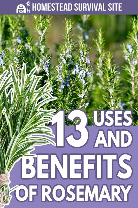 Unlocking The Power Of Rosemary Health Benefits And Uses