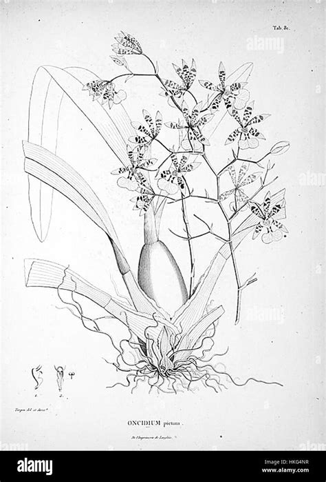 The Painting Oncidium Pictum Represents A Botanical Illustration Of The