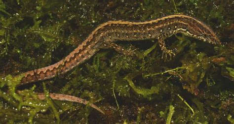 Nueva Especie De Lagartija Endémica De La Cordillera Del Cóndor
