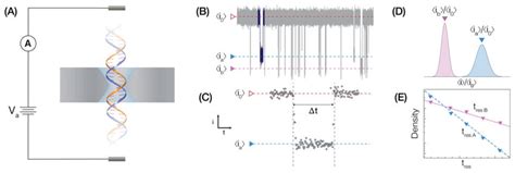 A Schematic Illustration Of Dna Translocation Through A Solid State Download Scientific