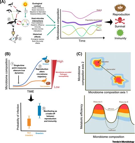 Linking Microbiome Temporal Dynamics To Host Ecology In The Wild Trends In Microbiology