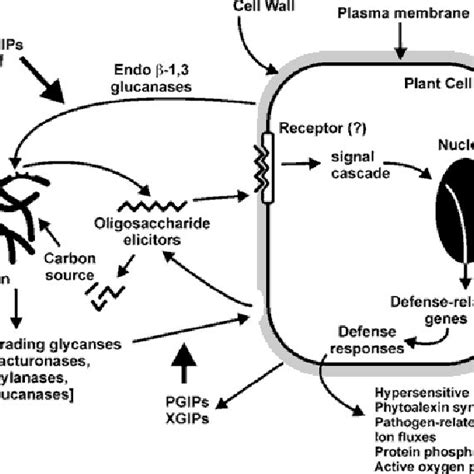 The Fold Of Modelled Pgip 1 β Strands Are Shown In Green And Helices Download Scientific