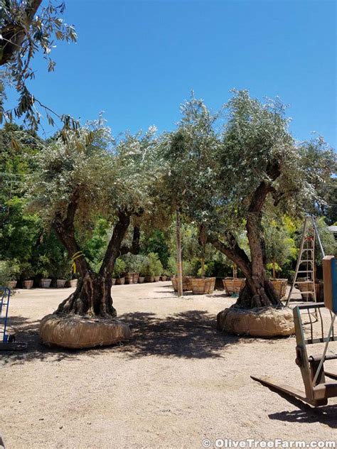 Swan Hill Fruitless Olive Trees Olive Tree Farm