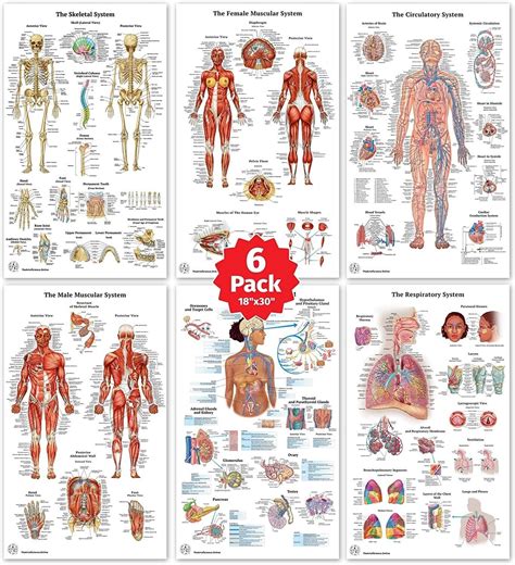 6 Anatomy Posters Medical Posters 4629157463