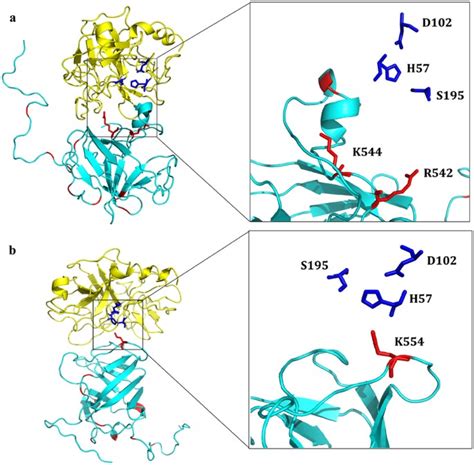 Dimerization A Structural Feature For The Protection Of Hepatitis E