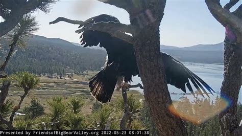 05 23 22 Big Bear Lake Bald Eagles Spirits Morning Front Porch