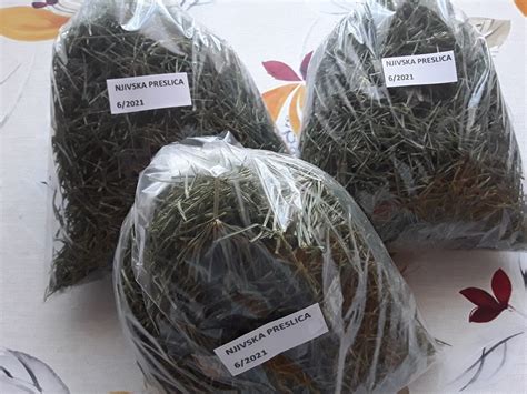 Njivska Preslica Čaj