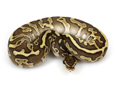 Leopard Butter Markus Jayne Ball Pythons