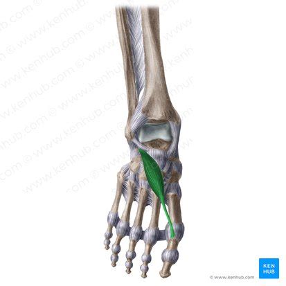 Dorsal Muscles Of The Foot Anatomy And Function Kenhub