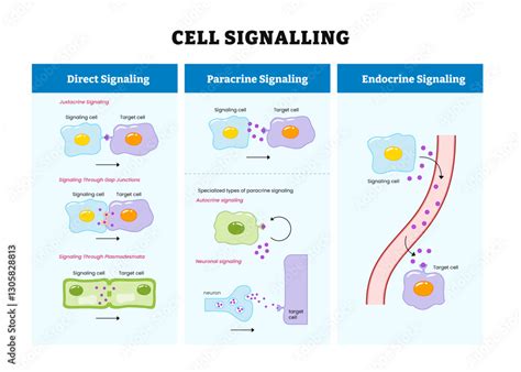 Bio Signaling Diagram Process Biosignaling Or Cell Signaling