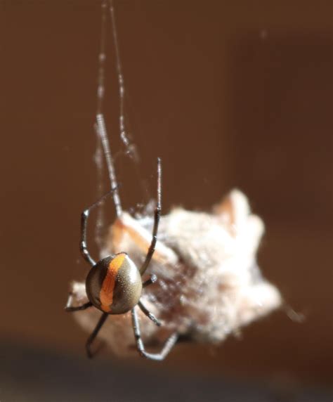 Red Back Spider Venomous Free Photo On Pixabay Pixabay