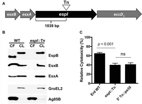 EspI Regulates The ESX Secretion System In Response To ATP Levels In Mycobacterium