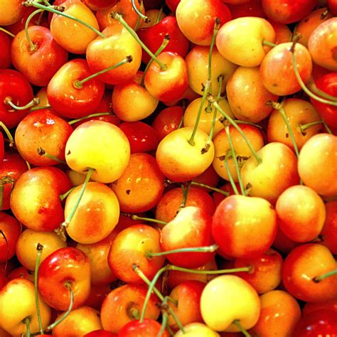 Where To Find Rainier Cherries Greenthumbsguide