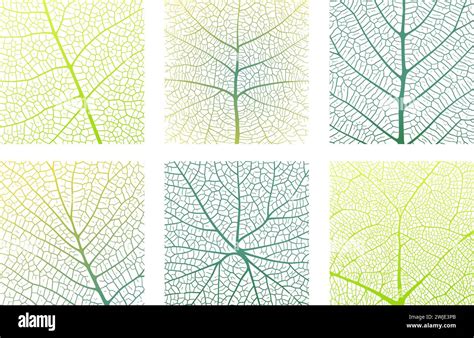 Leaf Vein Texture Abstract Background Set With Close Up Plant Leaf Cells Ornament Texture